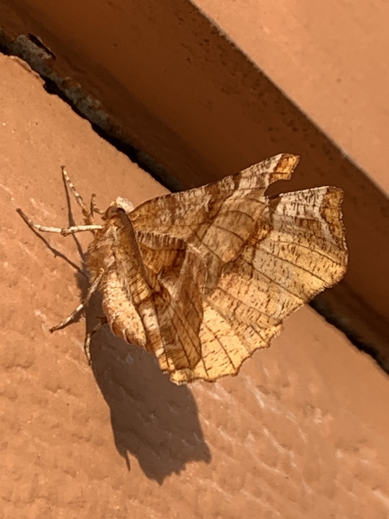 Kent's Geometer Moth from W Crawford Ave, Monterey, TN, US on April 7 ...
