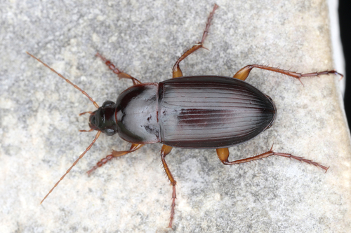 Calathus ambiguus · iNaturalist