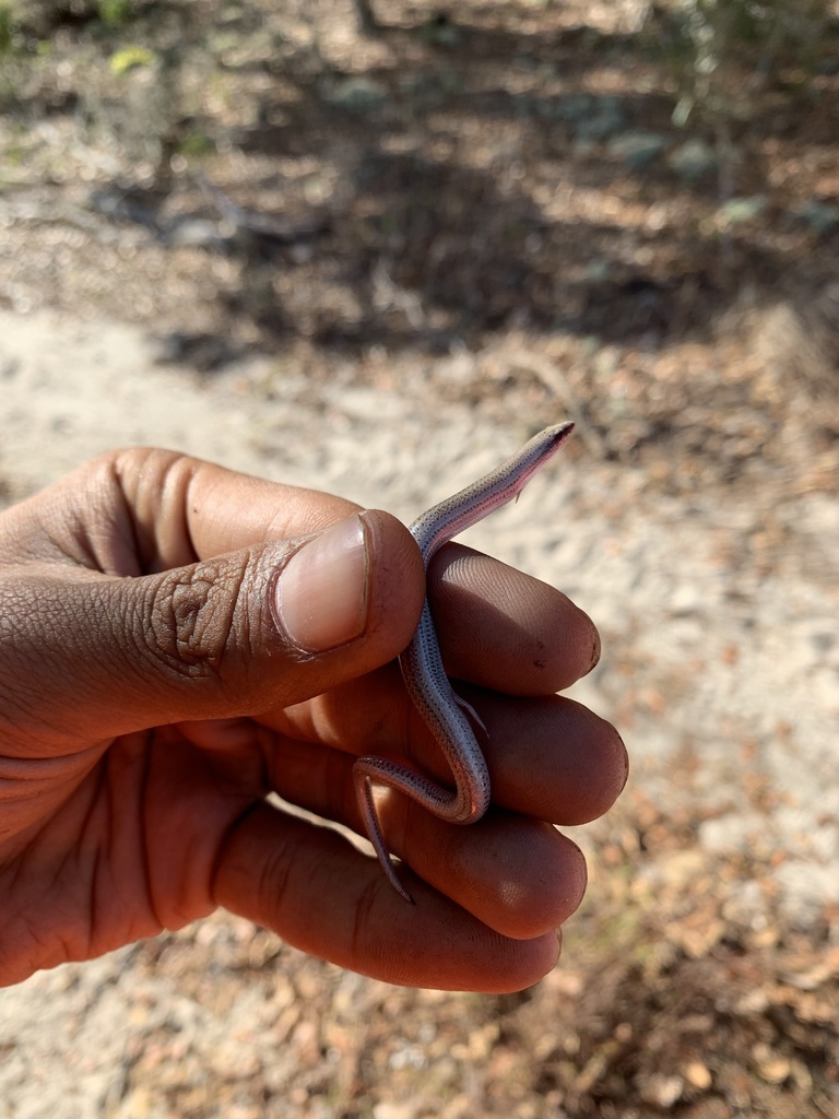 Florida Sand Skink in April 2021 by Shiv Shukla. Sand skink project ...