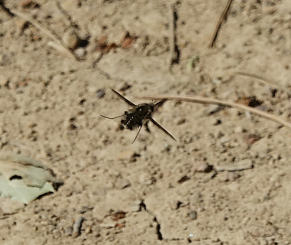 Greater Bee Flies from Contra Costa County, CA, USA on February 29 ...