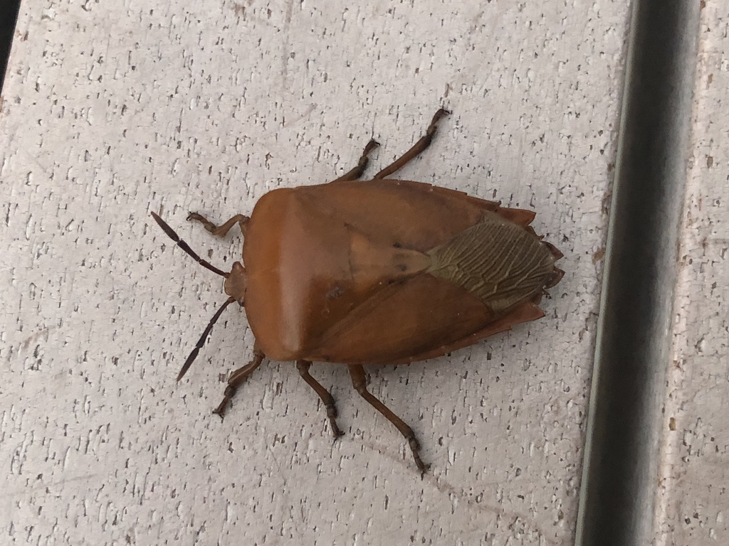 Lychee Stink Bug from Hong Kong Island, Repulse Bay, HK on April 9 ...