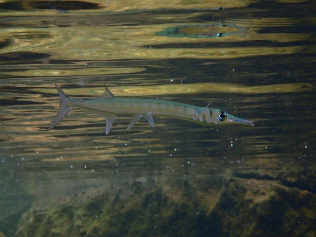 Flat Needlefish from Tulum Municipality, Quintana Roo, Mexico on ...