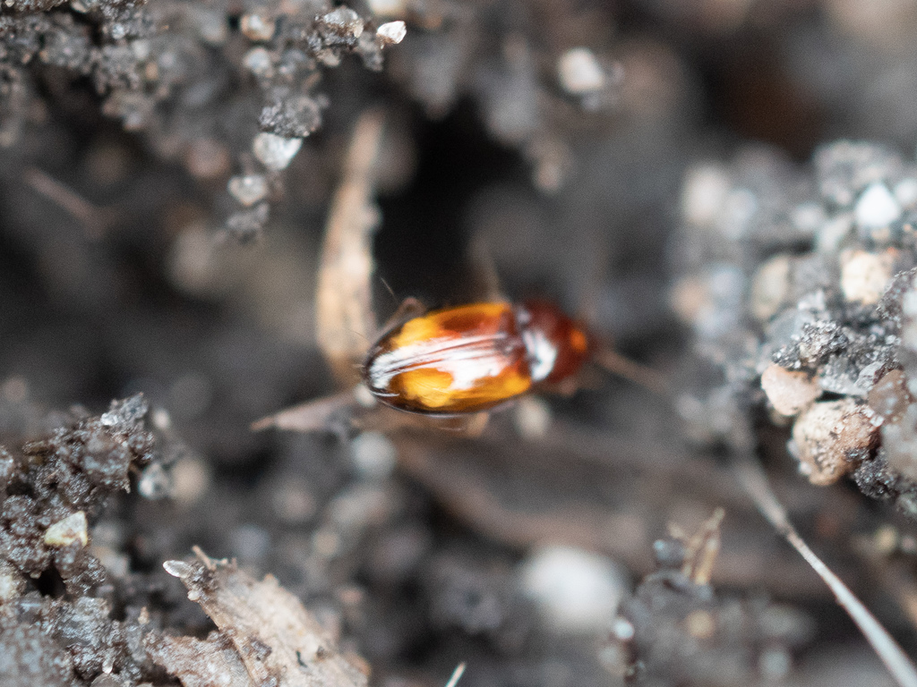 Elaphropus from 3936 36th Ave S, Minneapolis, MN 55406, USA on April 7 ...