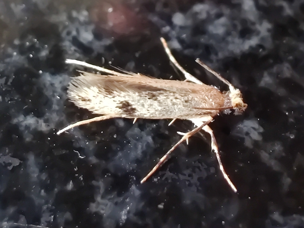 Typical Grass Miner Moths from Sector 46 on April 09, 2021 at 11:01 PM ...