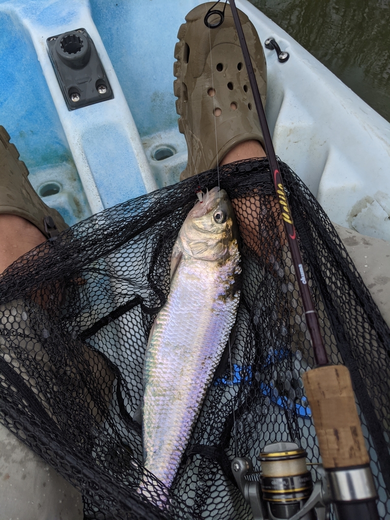 American shad from George Washington, VA, USA on April 09, 2021 at 02: ...