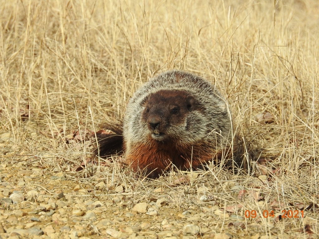 Groundhog from Jarvie, AB T0G 1H0, Canada on April 9, 2021 at 05:29 PM ...