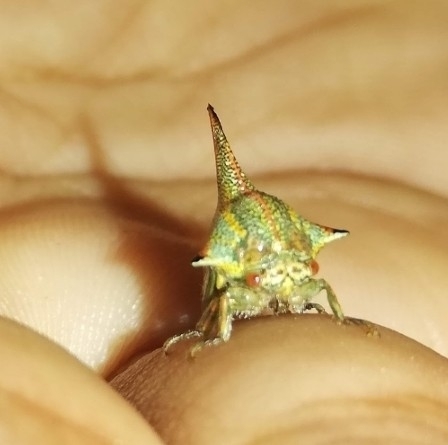 Thorn Treehopper from Santo Domingo 10105, República Dominicana on ...