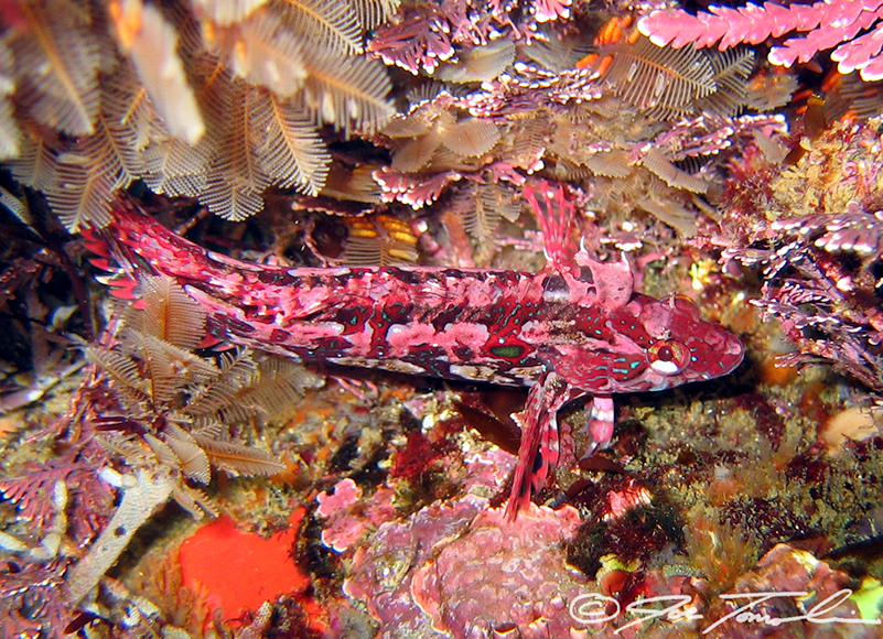 Crevice Kelpfish from Ventura County, CA, USA on March 19, 2004 at 06: ...