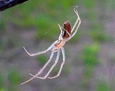 Larinia directa from 209 Ellis Rd, Opp, AL 36467, USA on April 9, 2021 ...