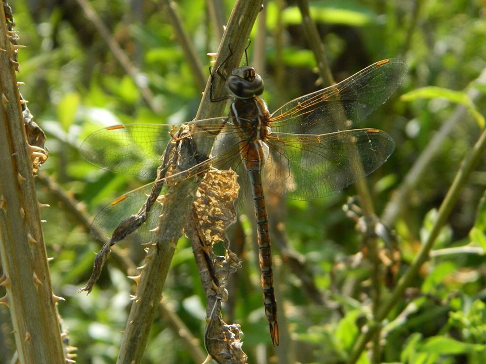Rhionaeschna bonariensis (Biodiversidad de las Facultades de Agronomía ...