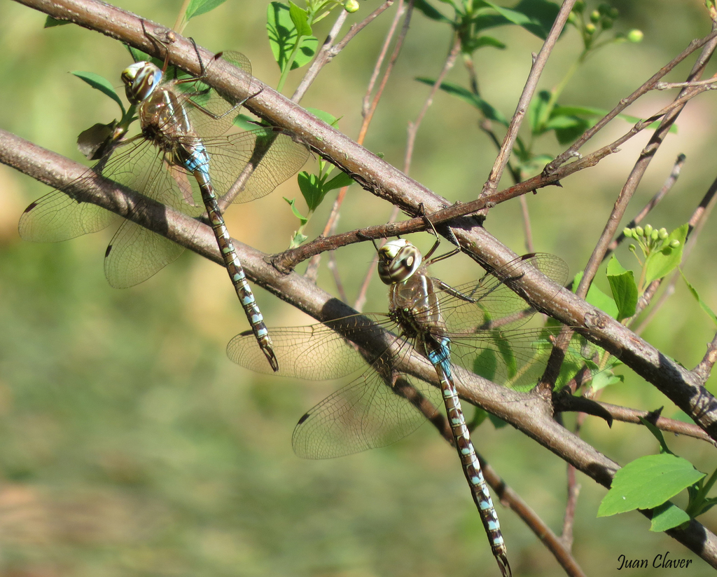 Rhionaeschna bonariensis (Biodiversidad de las Facultades de Agronomía ...