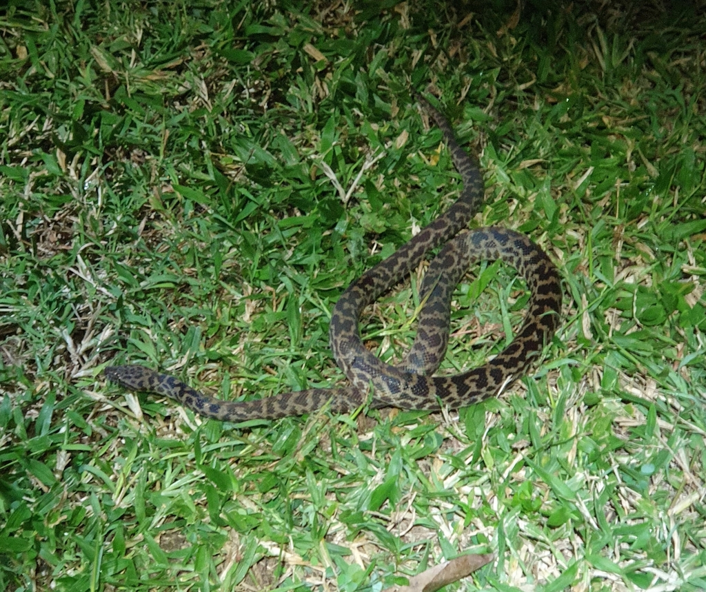 Spotted Python from Mcdesme QLD 4807, Australia on April 10, 2021 at 07 ...