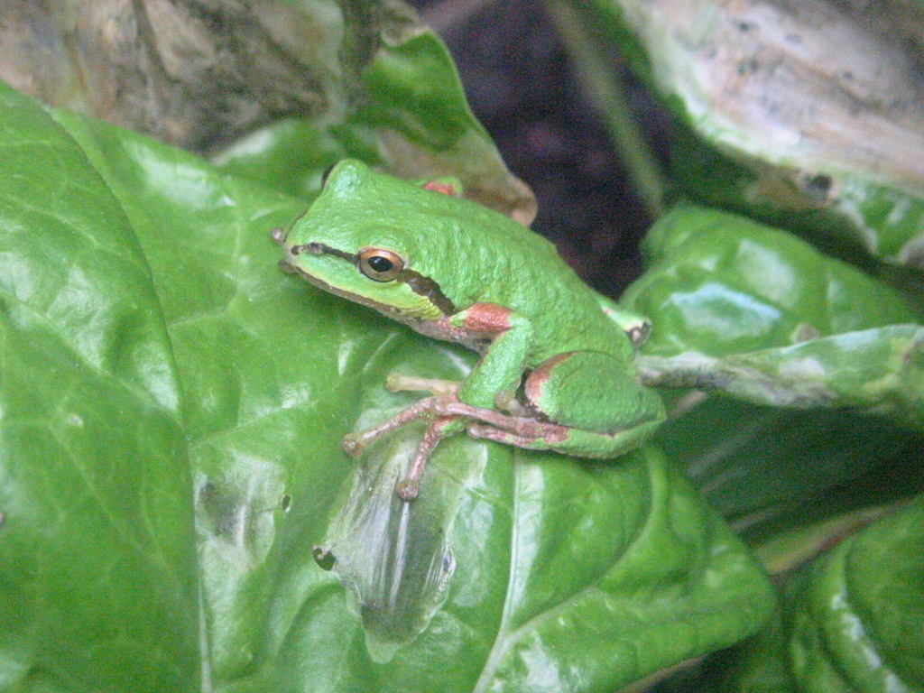 Northern Pacific Tree Frog from Arcata, CA, USA on July 10, 2007 at 03: ...