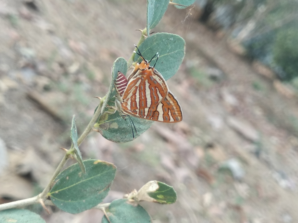 Indian Common Silverline from Dabnai, Chhattisgarh 493890, India on ...