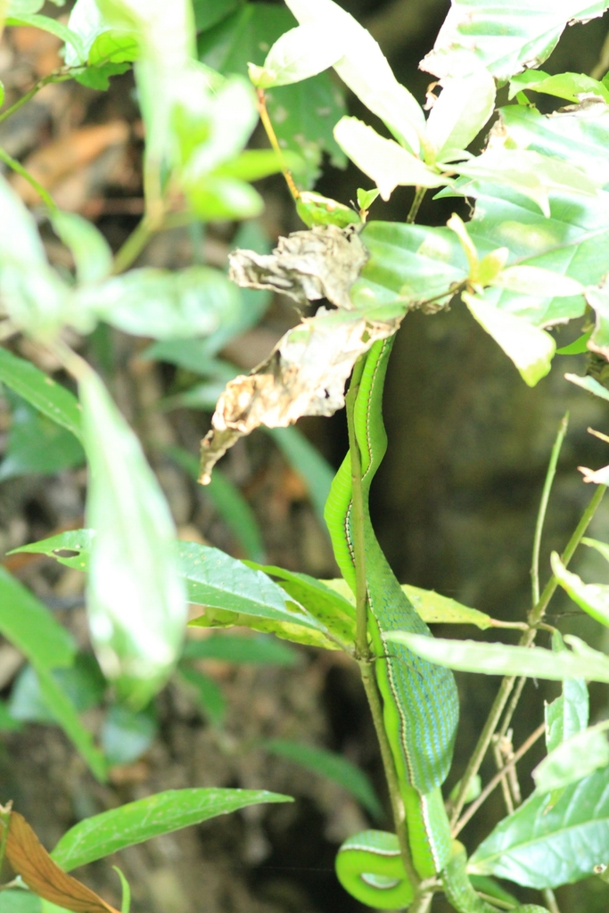 Chinese Green Tree Viper from คำม่วน ลาว on March 31, 2021 at 03:38 PM ...