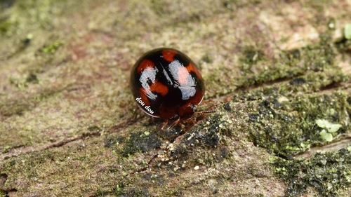 Derispia titschacki · iNaturalist