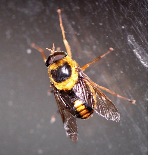 Scaptia pulchra · iNaturalist