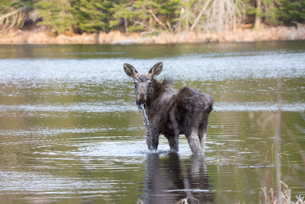Moose from Hastings County, ON, Canada on April 9, 2021 at 10:20 AM by ...
