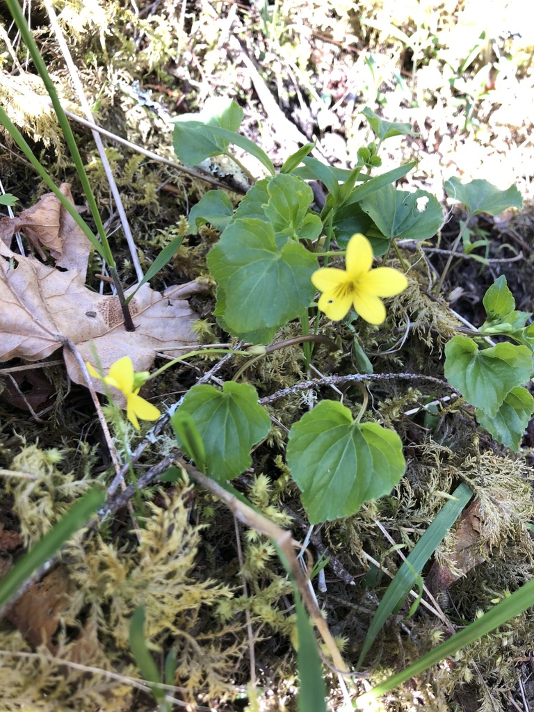 stream violet from Cowichan River Provincial Park, Lake Cowichan, BC ...