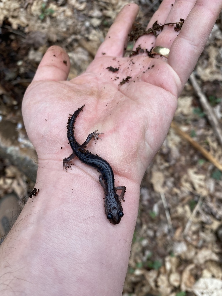 Southern Gray-cheeked Salamander from Waynesville, NC, US on April 10 ...