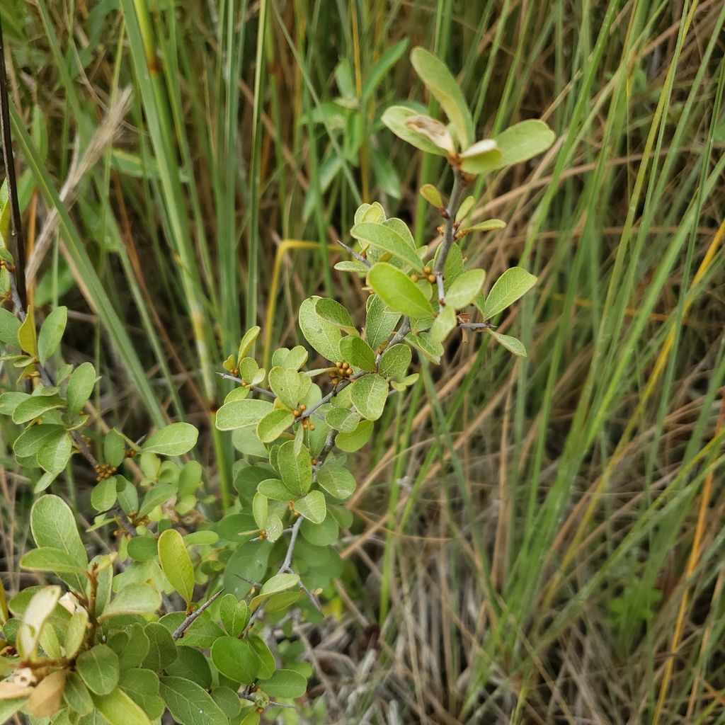 Everglades bully in April 2021 by Pablo L Ruiz · iNaturalist