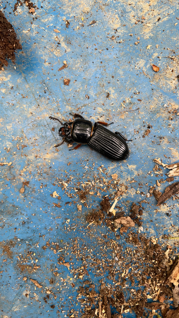 Horned Passalus Beetle in April 2021 by Elizabeth Kendall · iNaturalist