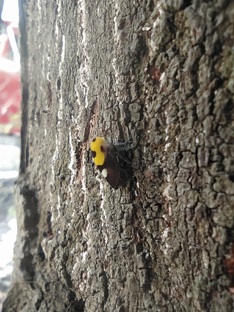 Mexican Treehopper from El Mirador, 95399 Cosamaloapan, Ver., México on ...