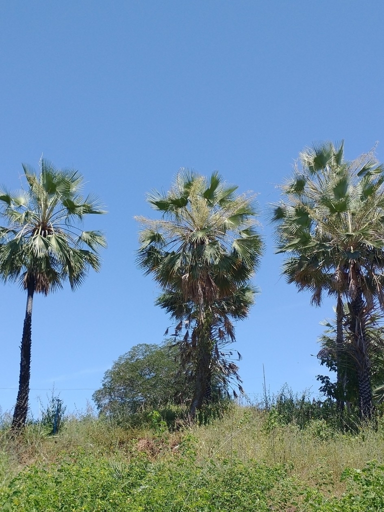 carnaúba palm from Oeiras - PI, Brasil on April 10, 2021 at 10:54 AM by ...