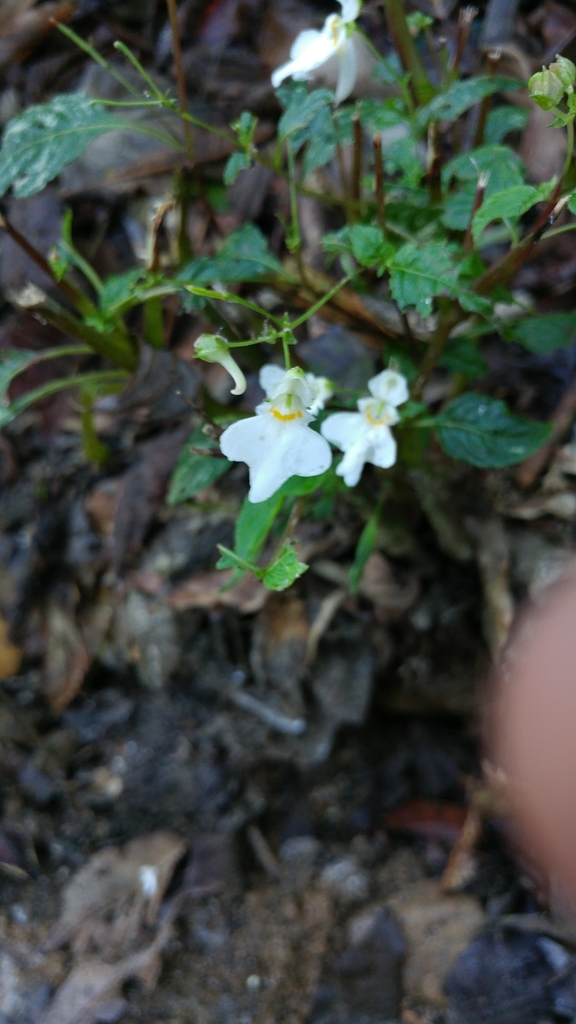 Yellow Kashmir Balsam from Langtang, NP-MM-BK, NP-MM, NP on October 21 ...