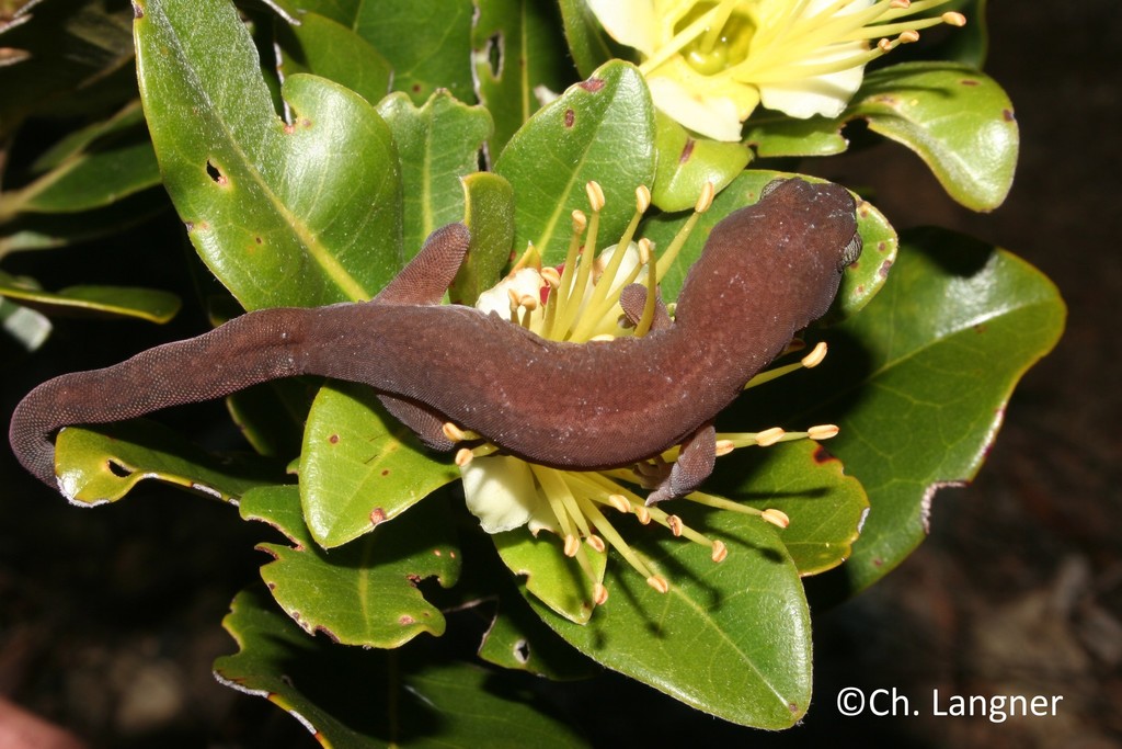 New Caledonian Marbled Gecko in March 2007 by Christian Langner ...