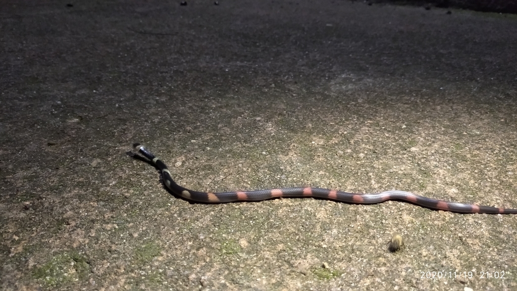 Forest Flame Snake from Iúna - ES, 29390-000, Brasil on November 19 ...