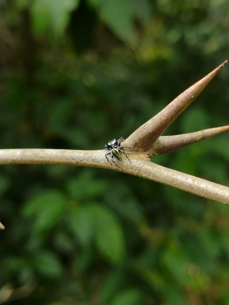 Bagheera kiplingi from San José Chiltepec, Oax., México on April 6 ...