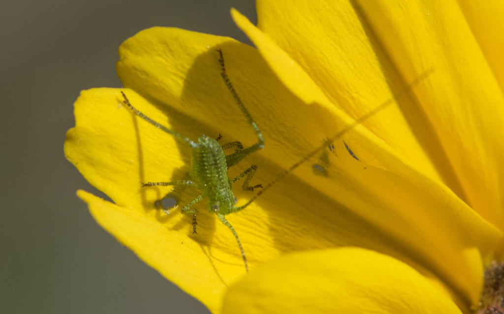 California Chaparral Katydid from Central LA, Los Angeles, CA, USA on ...