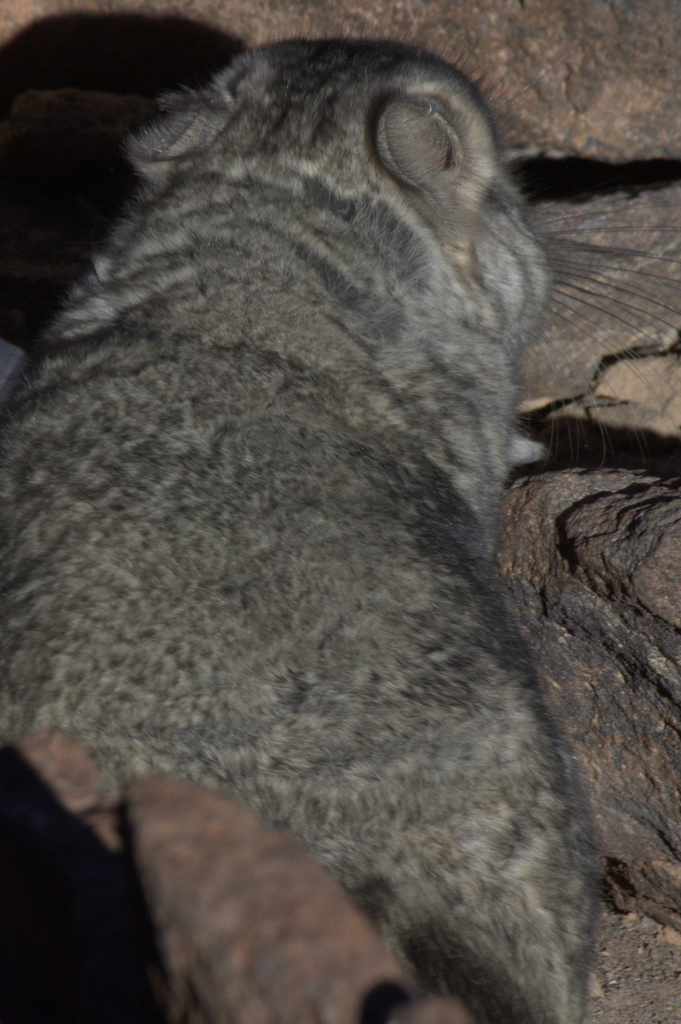Short-tailed Chinchilla in October 2017 by Michael Weymann · iNaturalist