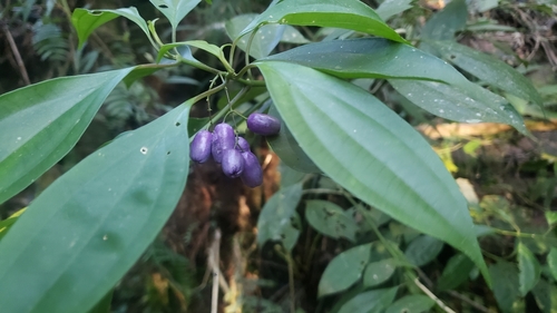 Leandra acutiflora · iNaturalist