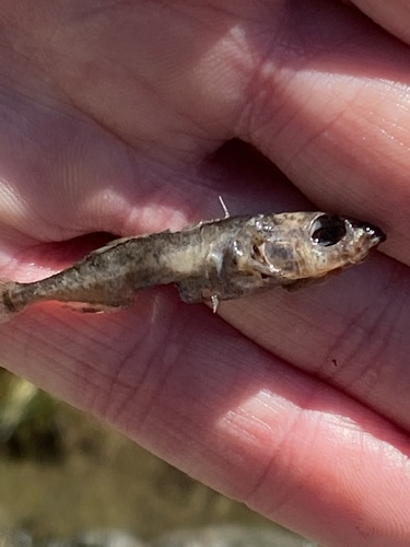 Unarmored Threespine Stickleback (Subspecies Gasterosteus aculeatus williamsoni) · iNaturalist ...