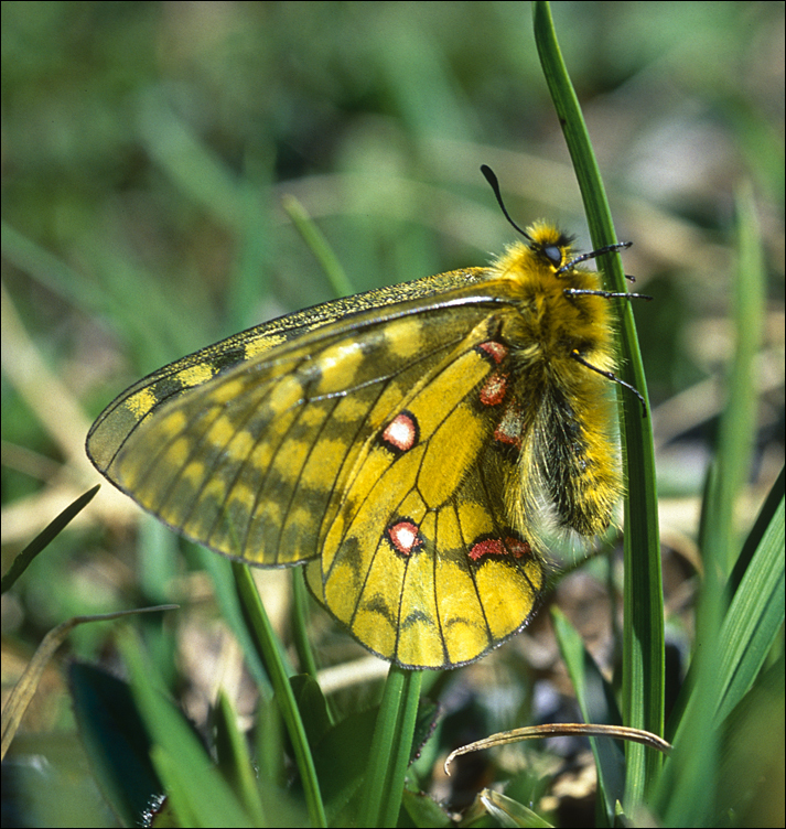 Eversmann's Parnassian in July 2003 by Ian Gardiner. Male. · iNaturalist
