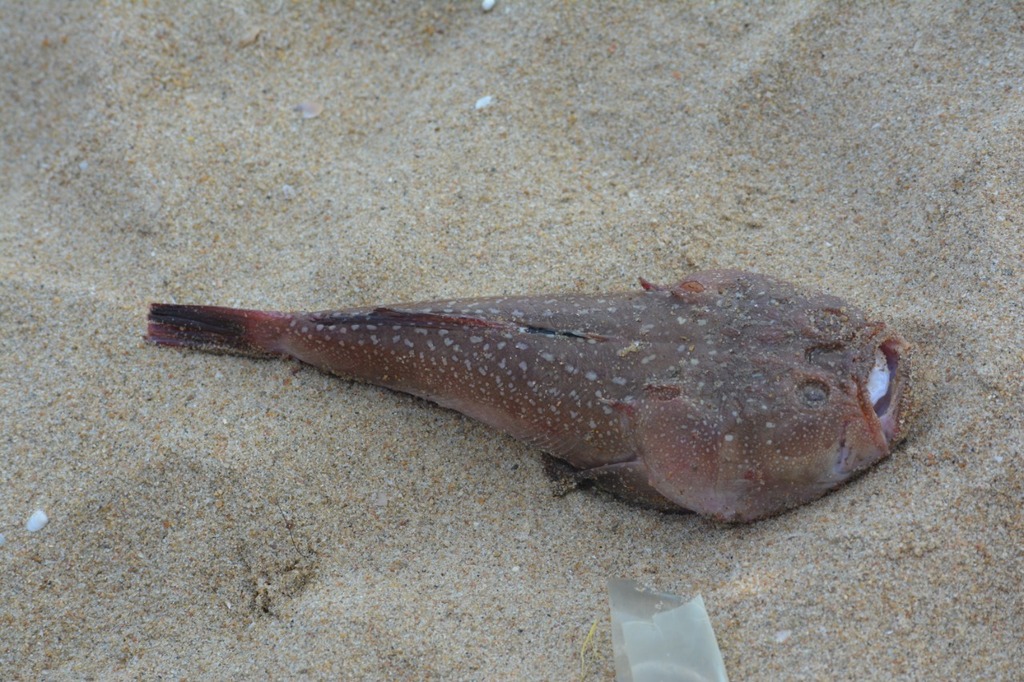 Stargazer (Coastal Biodiversity of Chennai) · iNaturalist