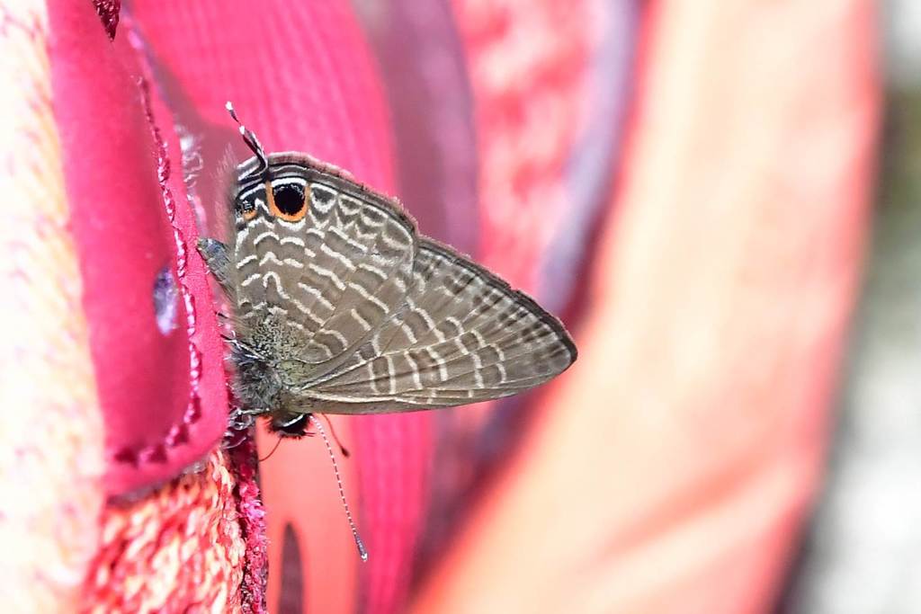 Pointed Line Blue from Upper Thomson Rd, Singapore on April 09, 2021 at ...