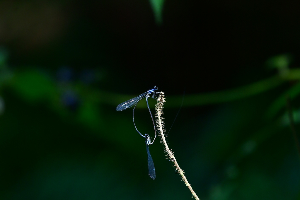 Collared Threadtail from Upper Thomson Rd, Singapore on April 09, 2021 ...