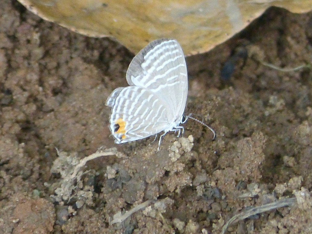Common Cerulean from Upper Seletar on April 11, 2021 at 04:43 PM by ...