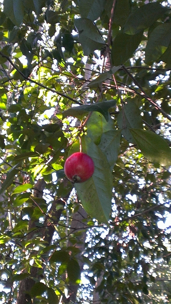 smooth-bark rose apple in August 2013 by Reece Taverner · iNaturalist
