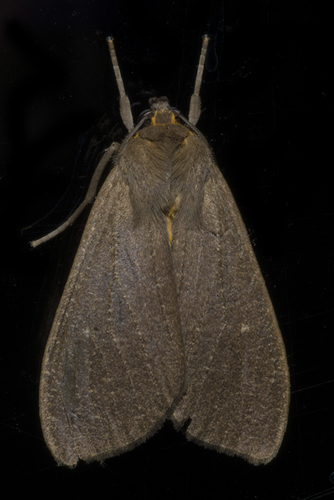 (Elysius disciplaga)