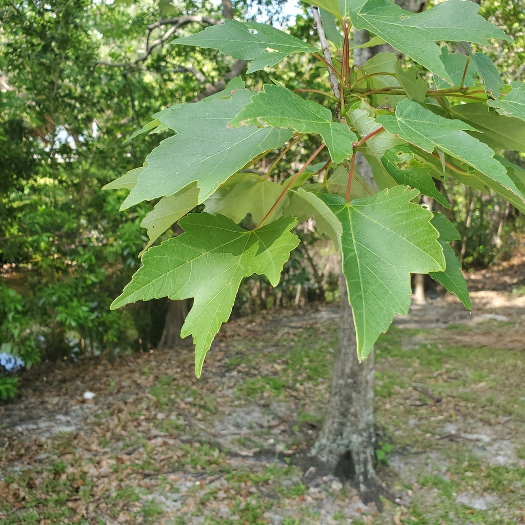 red maple from Highland Lakes, Ojus, FL, USA on April 11, 2021 at 10:02 ...