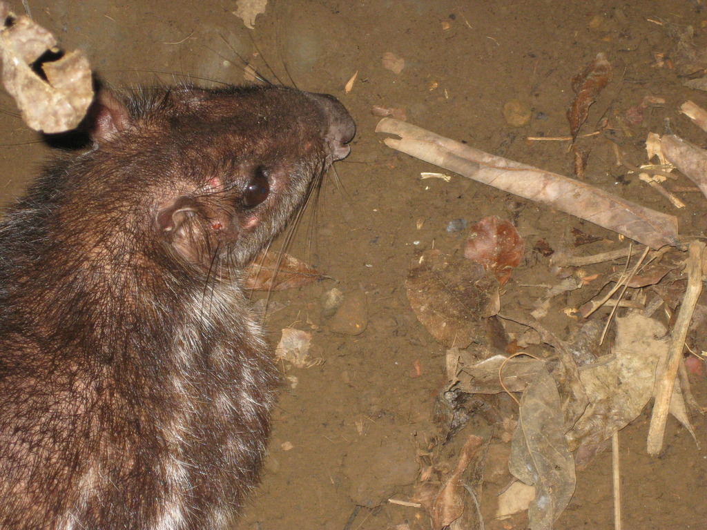 Spotted Paca from Alajuela, Costa Rica on April 05, 2009 by ...