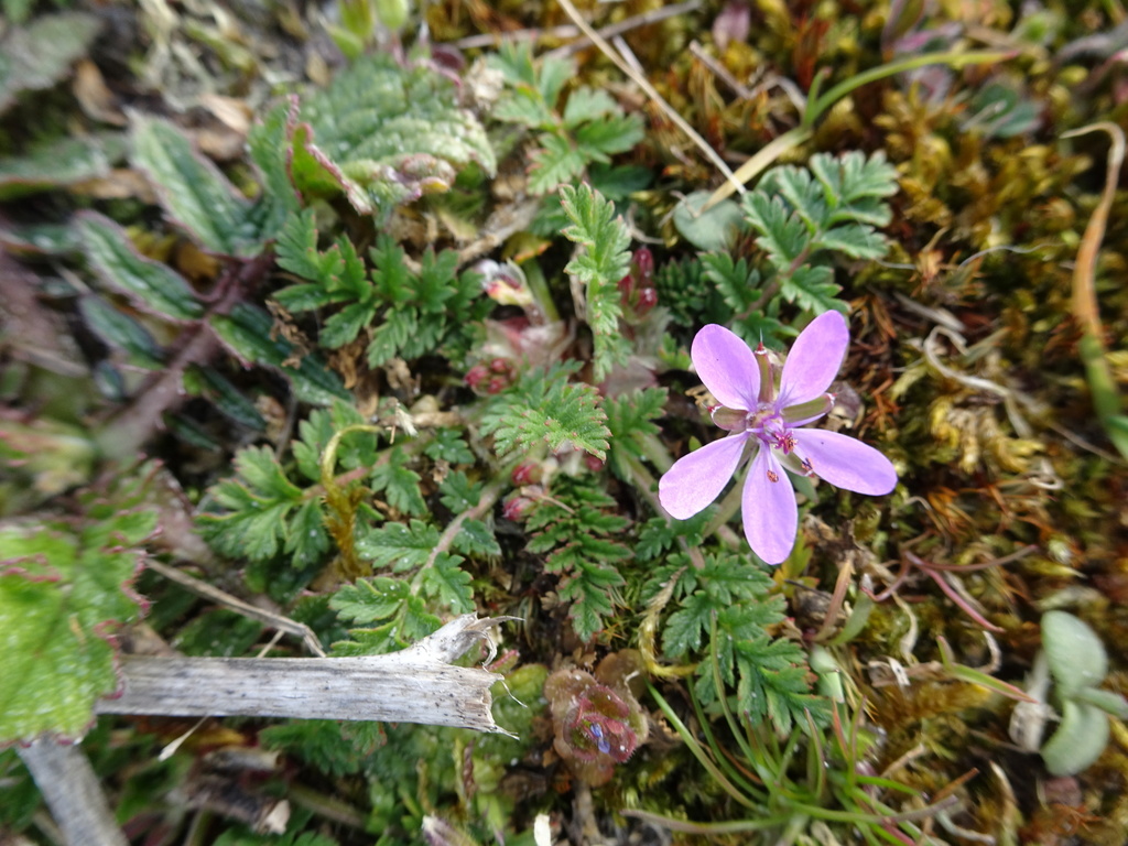Redstem Stork's-bill from Eastney, England, UK on April 11, 2021 at 11: ...
