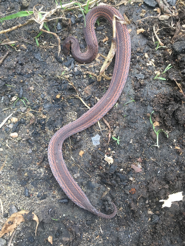 Western Ground Snake (Atractus occidentalis) - Snakes and Lizards