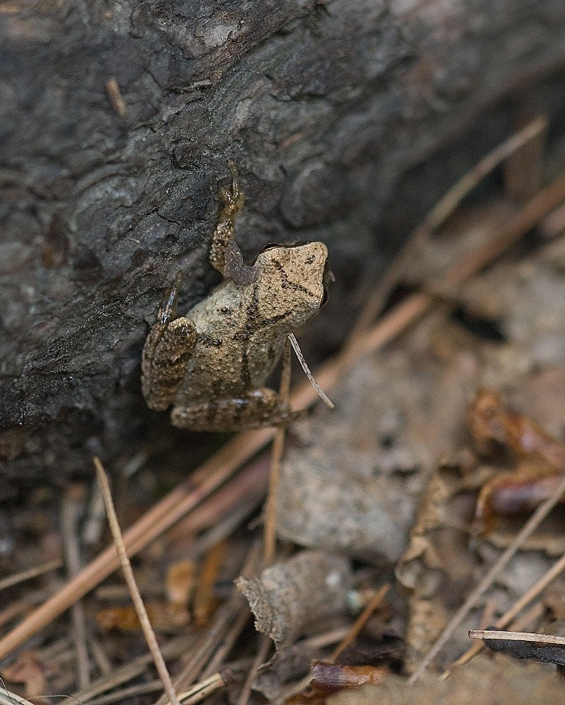 Spring Peeper from Algonquin Park, Ontario on June 17, 2009 by Tig ...