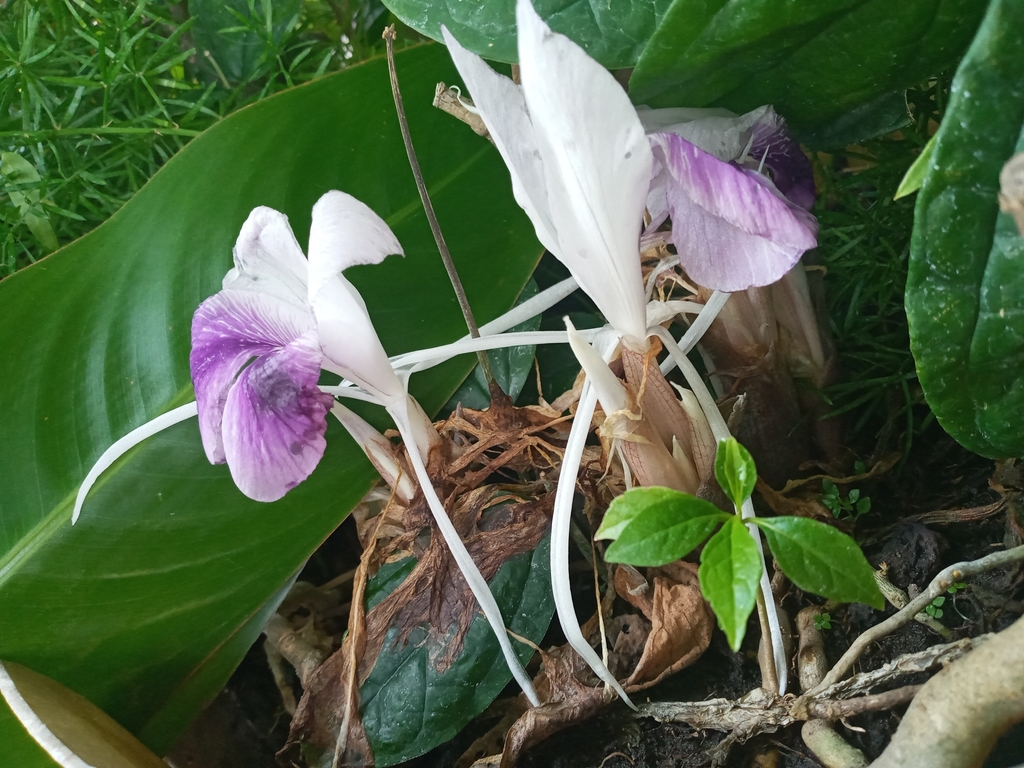 Peacock Ginger from Urbanizacion Lomas De Versalles, San Salvador, El ...