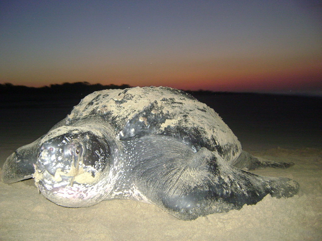 Tortuga Laúd en marzo 2011 por Diego Barrales · iNaturalist Mexico